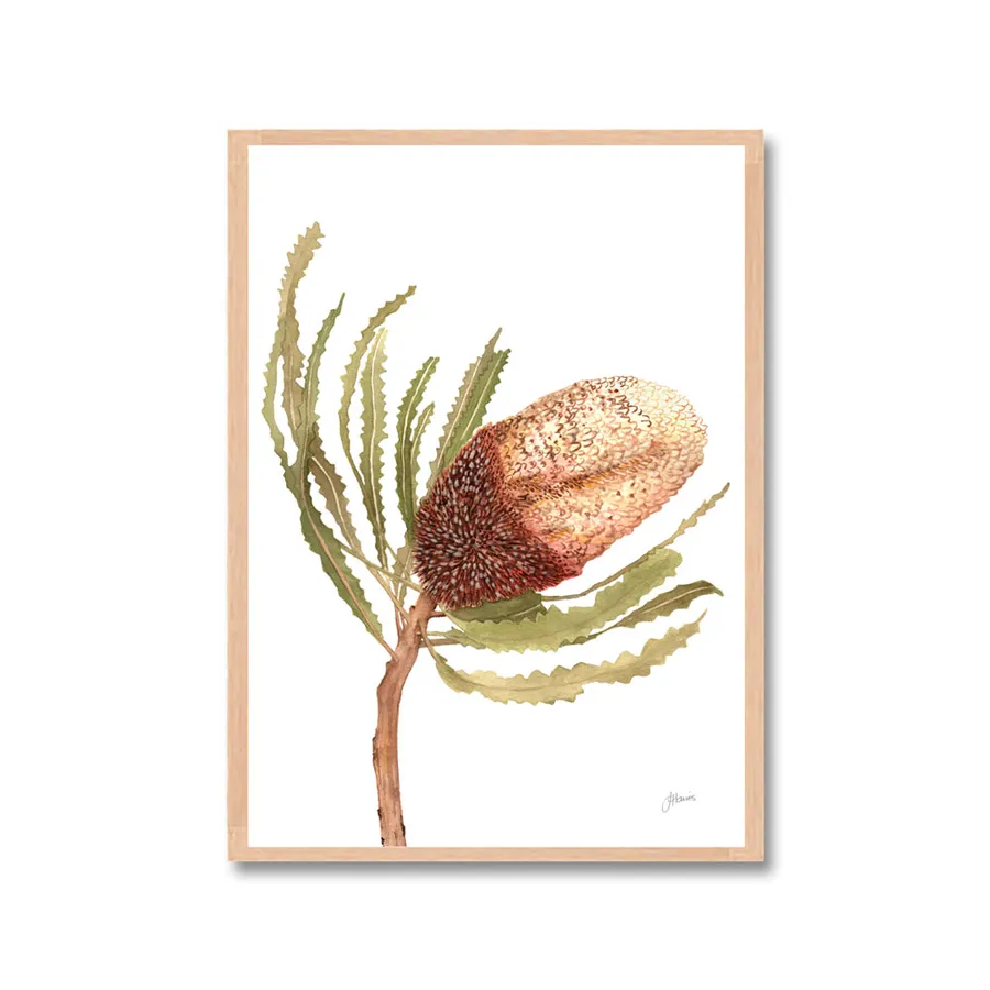 Banksia Native Living Art Flower 2 in White Fine Art | FRAMED Tasmanian ...