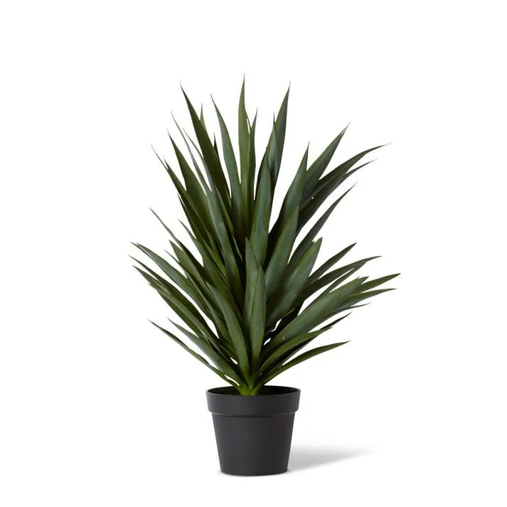 Yucca Plant Potted - 50 x 50 x 74cm by Elme Living - Style Sourcebook