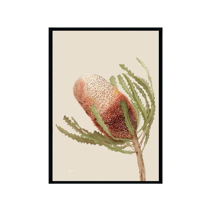 Banksia Native Living Art Flower 1 in Ivory Fine Art | FRAMED Black ...